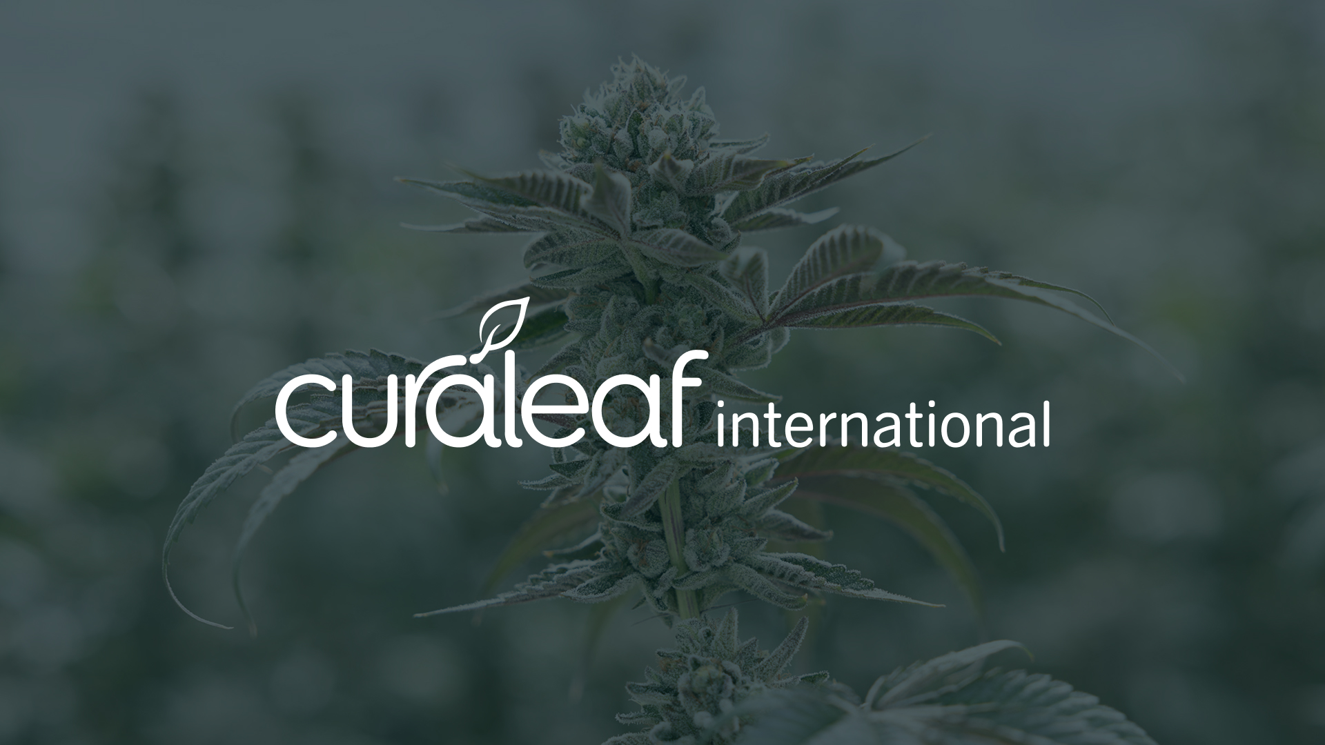 Curaleaf International | Curaleaf Clinic